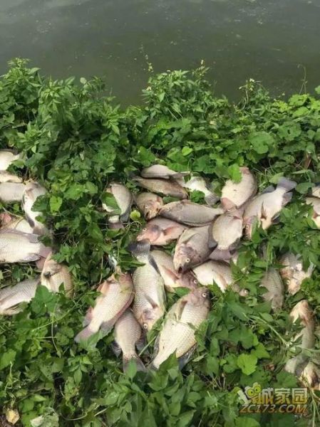 吴郭鱼灵异事件真相_半夜听到鱼叫怎么办-第1张图片-山城妙识