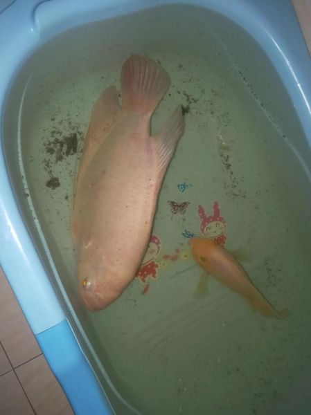 吴郭鱼灵异事件真相_半夜听到鱼叫怎么办-第3张图片-山城妙识