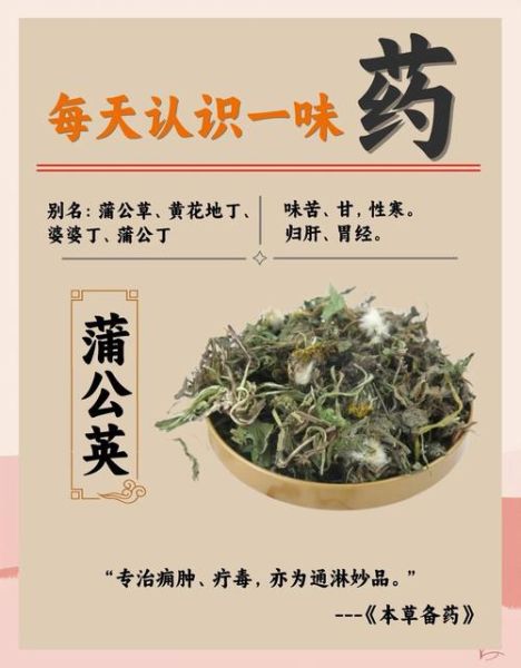 蒲公英的功效与作用_蒲公英的禁忌症-第1张图片-山城妙识