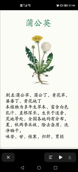 蒲公英的功效与作用_蒲公英的禁忌症-第2张图片-山城妙识