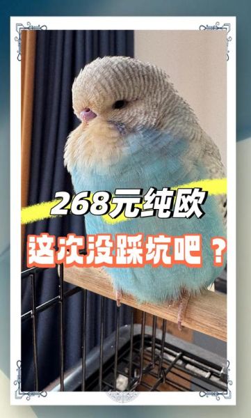 虎皮鹦鹉多少钱一只_虎皮鹦鹉价格影响因素-第2张图片-山城妙识 虎皮鹦鹉多少钱一只_虎皮鹦鹉价格影响因素-第2张图片-山城妙识