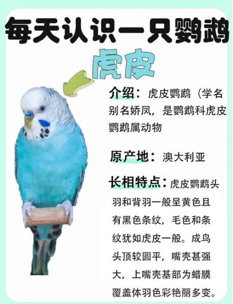 虎皮鹦鹉多少钱一只_虎皮鹦鹉价格影响因素-第3张图片-山城妙识 虎皮鹦鹉多少钱一只_虎皮鹦鹉价格影响因素-第3张图片-山城妙识