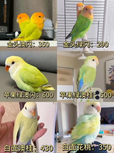 虎皮鹦鹉多少钱一只_虎皮鹦鹉价格影响因素-第1张图片-山城妙识 虎皮鹦鹉多少钱一只_虎皮鹦鹉价格影响因素-第1张图片-山城妙识