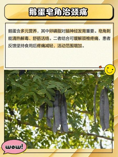 皂角刺对妇科炎症有效吗_皂角刺能治疗子宫肌瘤吗-第2张图片-山城妙识 皂角刺对妇科炎症有效吗_皂角刺能治疗子宫肌瘤吗-第2张图片-山城妙识