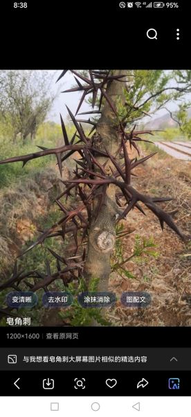 皂角刺对妇科炎症有效吗_皂角刺能治疗子宫肌瘤吗-第3张图片-山城妙识 皂角刺对妇科炎症有效吗_皂角刺能治疗子宫肌瘤吗-第3张图片-山城妙识