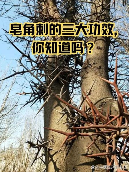 皂角刺对妇科炎症有效吗_皂角刺能治疗子宫肌瘤吗-第1张图片-山城妙识 皂角刺对妇科炎症有效吗_皂角刺能治疗子宫肌瘤吗-第1张图片-山城妙识