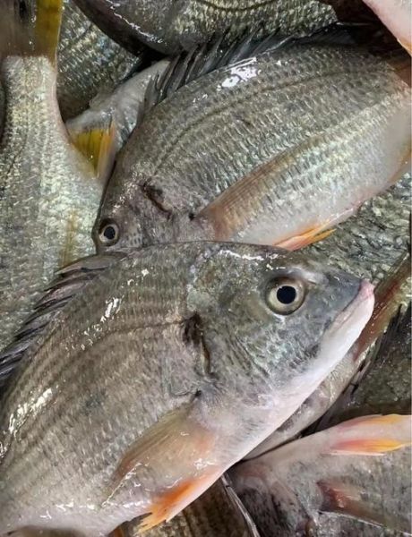 清蒸鱼翅怎么做_清蒸鱼翅要蒸多久-第2张图片-山城妙识