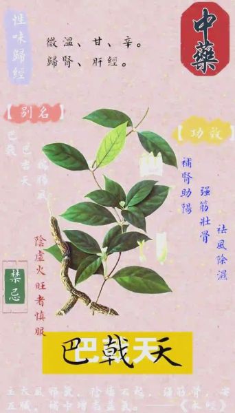 巴戟天的功效与作用有哪些_巴戟天适合什么人吃-第2张图片-山城妙识 巴戟天的功效与作用有哪些_巴戟天适合什么人吃-第2张图片-山城妙识