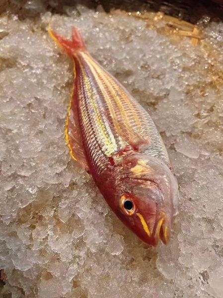 金丝鱼怎么养_金丝鱼水温多少合适-第1张图片-山城妙识 金丝鱼怎么养_金丝鱼水温多少合适-第1张图片-山城妙识