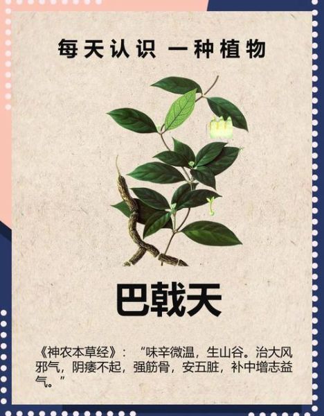 巴戟天的功效与作用有哪些_巴戟天适合什么人吃-第1张图片-山城妙识 巴戟天的功效与作用有哪些_巴戟天适合什么人吃-第1张图片-山城妙识