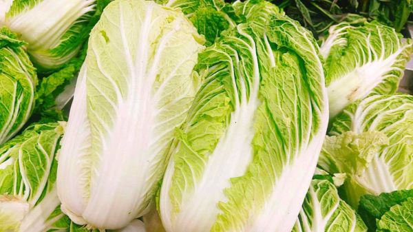 白菜图片大全哪里找_白菜品种图片怎么区分-第2张图片-山城妙识
