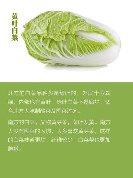 白菜图片大全哪里找_白菜品种图片怎么区分-第1张图片-山城妙识