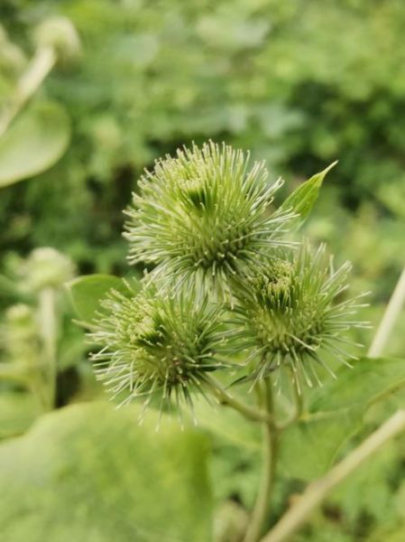 野生牛蒡长什么样_野生牛蒡图片怎么识别-第3张图片-山城妙识 野生牛蒡长什么样_野生牛蒡图片怎么识别-第3张图片-山城妙识