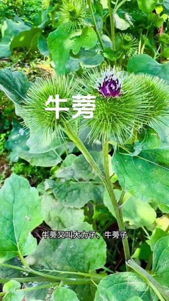 野生牛蒡长什么样_野生牛蒡图片怎么识别-第2张图片-山城妙识 野生牛蒡长什么样_野生牛蒡图片怎么识别-第2张图片-山城妙识