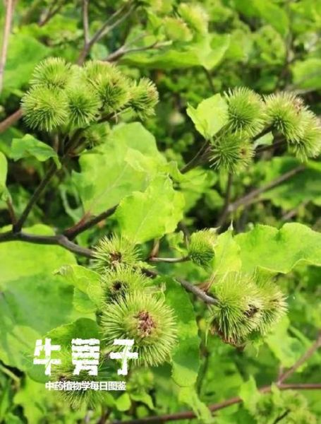 野生牛蒡长什么样_野生牛蒡图片怎么识别-第1张图片-山城妙识 野生牛蒡长什么样_野生牛蒡图片怎么识别-第1张图片-山城妙识