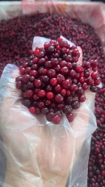 蔓越莓图片怎么拍_蔓越莓图片拍摄技巧-第2张图片-山城妙识