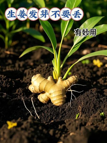 生姜发芽能吃吗_生姜发芽吃了有什么危害-第3张图片-山城妙识