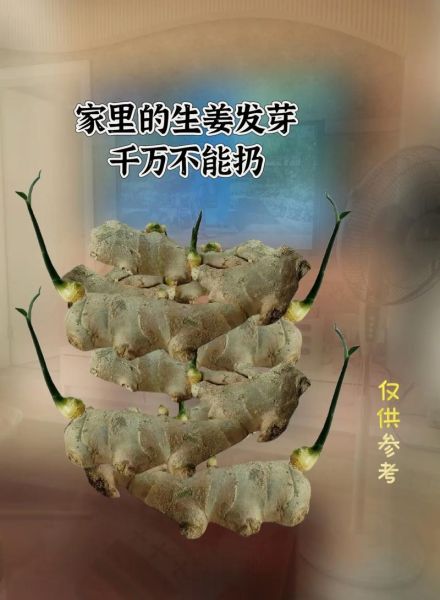 生姜发芽能吃吗_生姜发芽吃了有什么危害-第1张图片-山城妙识