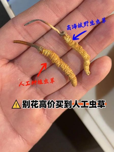 冬虫夏草多少钱一克_冬虫夏草真假怎么辨别-第3张图片-山城妙识