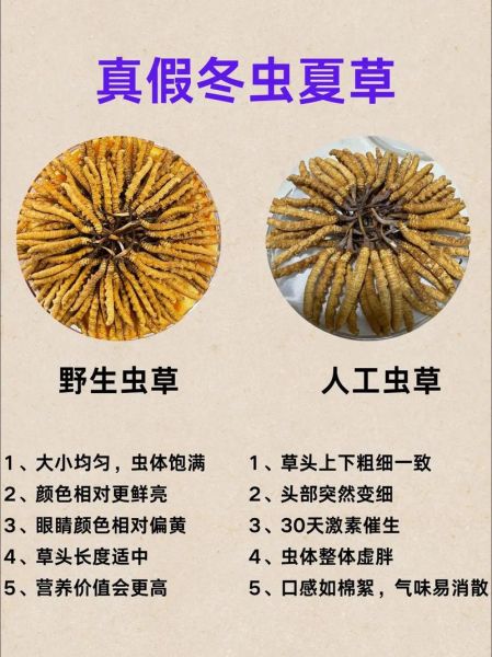 冬虫夏草多少钱一克_冬虫夏草真假怎么辨别-第2张图片-山城妙识