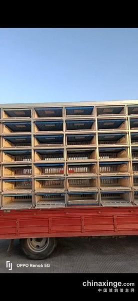 奥龙赛鸽俱乐部怎么样_如何加入奥龙赛鸽俱乐部-第1张图片-山城妙识