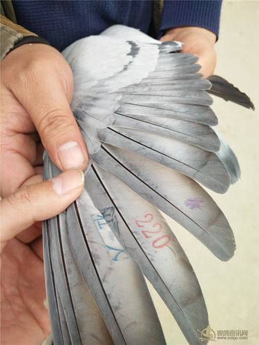 奥龙赛鸽俱乐部怎么样_如何加入奥龙赛鸽俱乐部-第3张图片-山城妙识