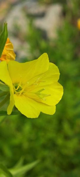 月见草油能调节内分泌吗_月见草胶囊的正确吃法-第3张图片-山城妙识 月见草油能调节内分泌吗_月见草胶囊的正确吃法-第3张图片-山城妙识
