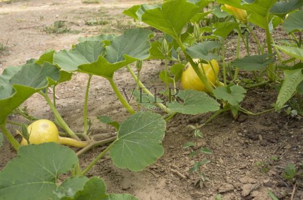 小南瓜图片大全_如何挑选高清壁纸-第3张图片-山城妙识