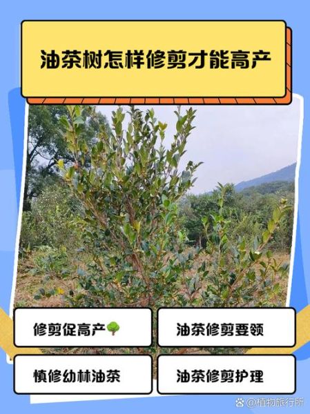 油茶种植技术与管理_如何提高油茶产量-第1张图片-山城妙识