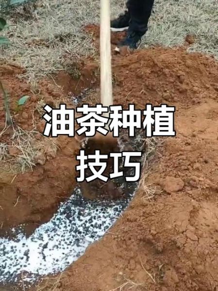 油茶种植技术与管理_如何提高油茶产量-第2张图片-山城妙识