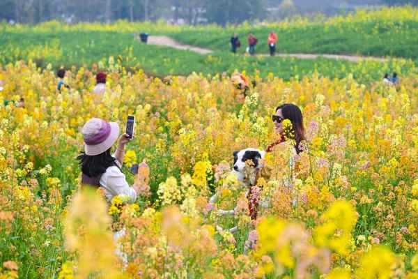 油菜花田怎么拍_油菜花田在哪里最美-第3张图片-山城妙识