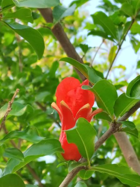 石榴花像什么_石榴花像火焰还是喇叭-第2张图片-山城妙识