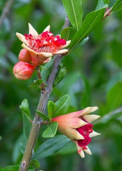 石榴花像什么_石榴花像火焰还是喇叭-第3张图片-山城妙识