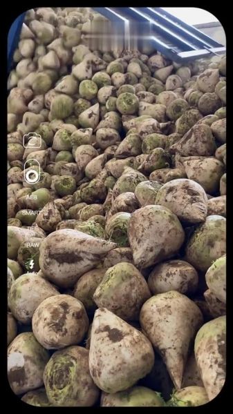 腌咸菜疙瘩怎么腌_咸菜疙瘩腌制多久能吃-第3张图片-山城妙识