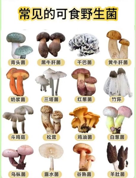 野生菌品种大全图片_哪些野生菌能吃-第2张图片-山城妙识