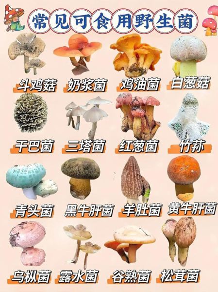 野生菌品种大全图片_哪些野生菌能吃-第3张图片-山城妙识