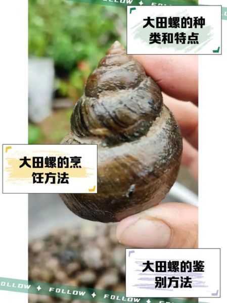 田螺养殖技术_田螺怎么养殖-第1张图片-山城妙识 田螺养殖技术_田螺怎么养殖-第1张图片-山城妙识