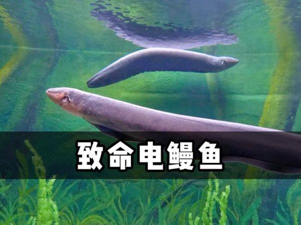 电鳗读音怎么读_电鳗发音是什么-第1张图片-山城妙识 电鳗读音怎么读_电鳗发音是什么-第1张图片-山城妙识