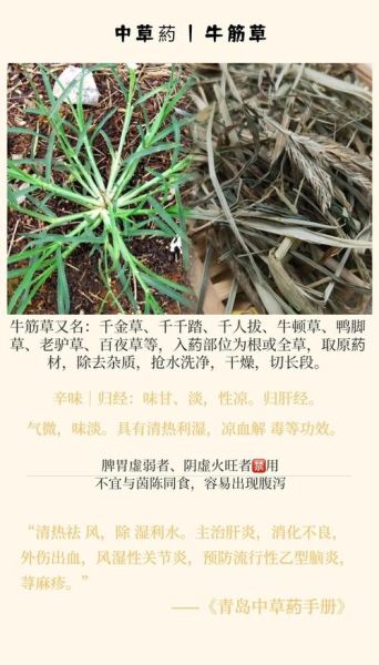 牛筋草长什么样_如何识别牛筋草-第1张图片-山城妙识
