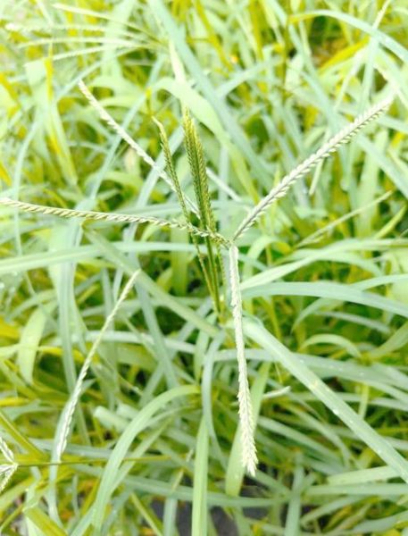 牛筋草长什么样_如何识别牛筋草-第2张图片-山城妙识