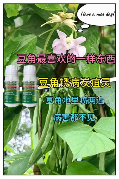 豇豆锈病用什么药_豇豆锈病防治最佳药剂-第3张图片-山城妙识