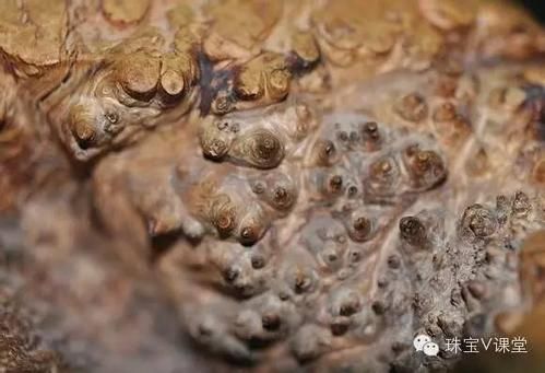 莲蓬乳是什么_十大恶心图片有哪些-第1张图片-山城妙识