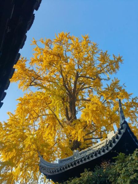 银杏树风水禁忌有哪些_家门口种银杏树好吗-第1张图片-山城妙识