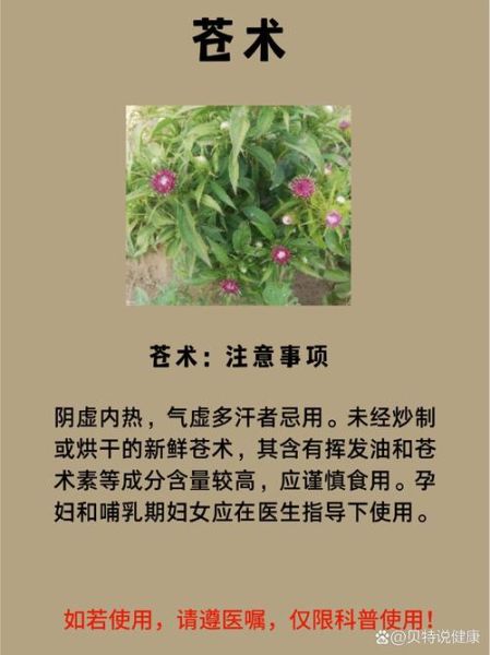 苍术和白术的区别_苍术白术功效差异-第1张图片-山城妙识 苍术和白术的区别_苍术白术功效差异-第1张图片-山城妙识