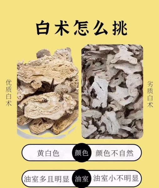 苍术和白术的区别_苍术白术功效差异-第3张图片-山城妙识 苍术和白术的区别_苍术白术功效差异-第3张图片-山城妙识