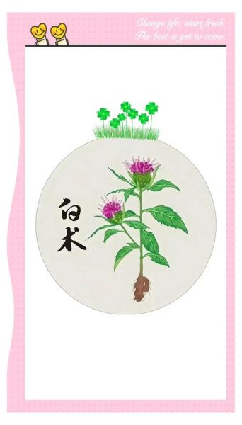 苍术和白术的区别_苍术白术功效差异-第2张图片-山城妙识 苍术和白术的区别_苍术白术功效差异-第2张图片-山城妙识