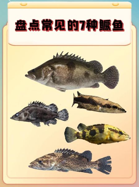 鳜鱼怎么读_鳜鱼的营养价值-第3张图片-山城妙识