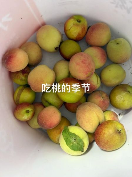 河南特产水果有哪些_河南水果什么时候最好吃-第2张图片-山城妙识