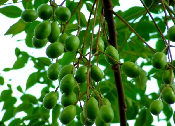 川楝子功效与作用_川楝子能杀虫吗-第3张图片-山城妙识