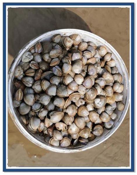 蛤蜊肉哪些部位不能吃_怎么处理最安全-第3张图片-山城妙识 蛤蜊肉哪些部位不能吃_怎么处理最安全-第3张图片-山城妙识